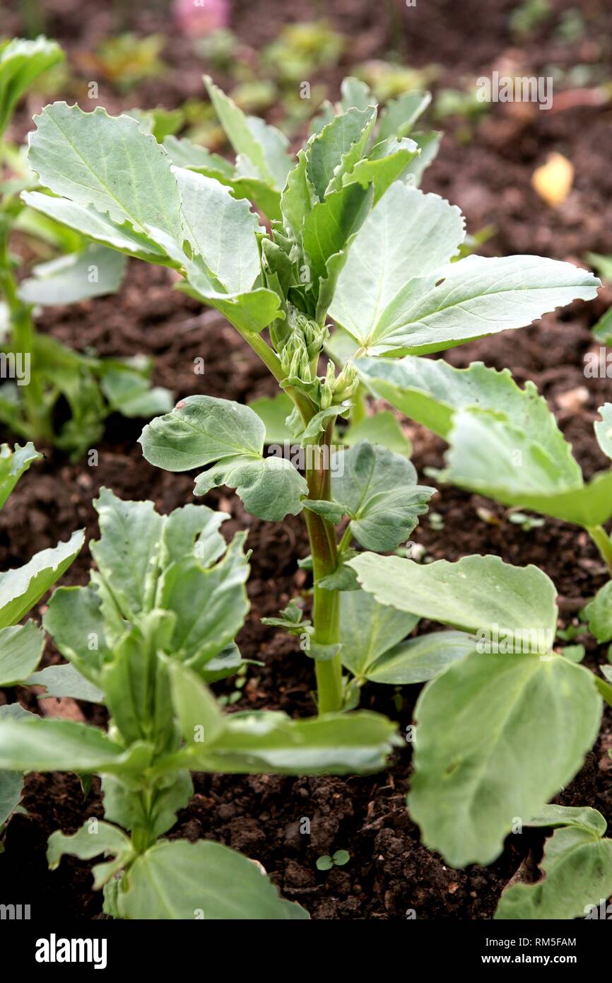 Broad Bean seedling plants growing Stock Photo - Alamy