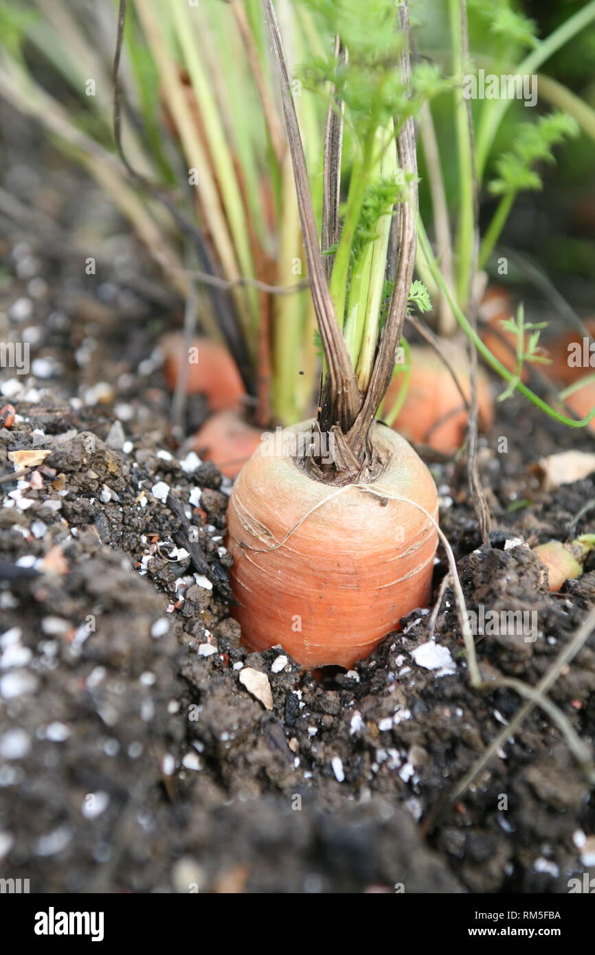 Carrot plant patch hi-res stock photography and images - Alamy