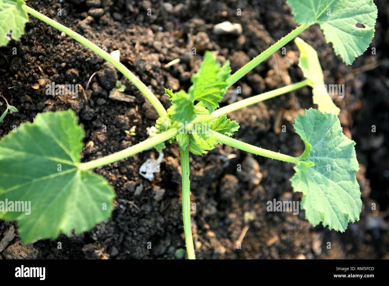Small courgette plant growing Stock Photo - Alamy