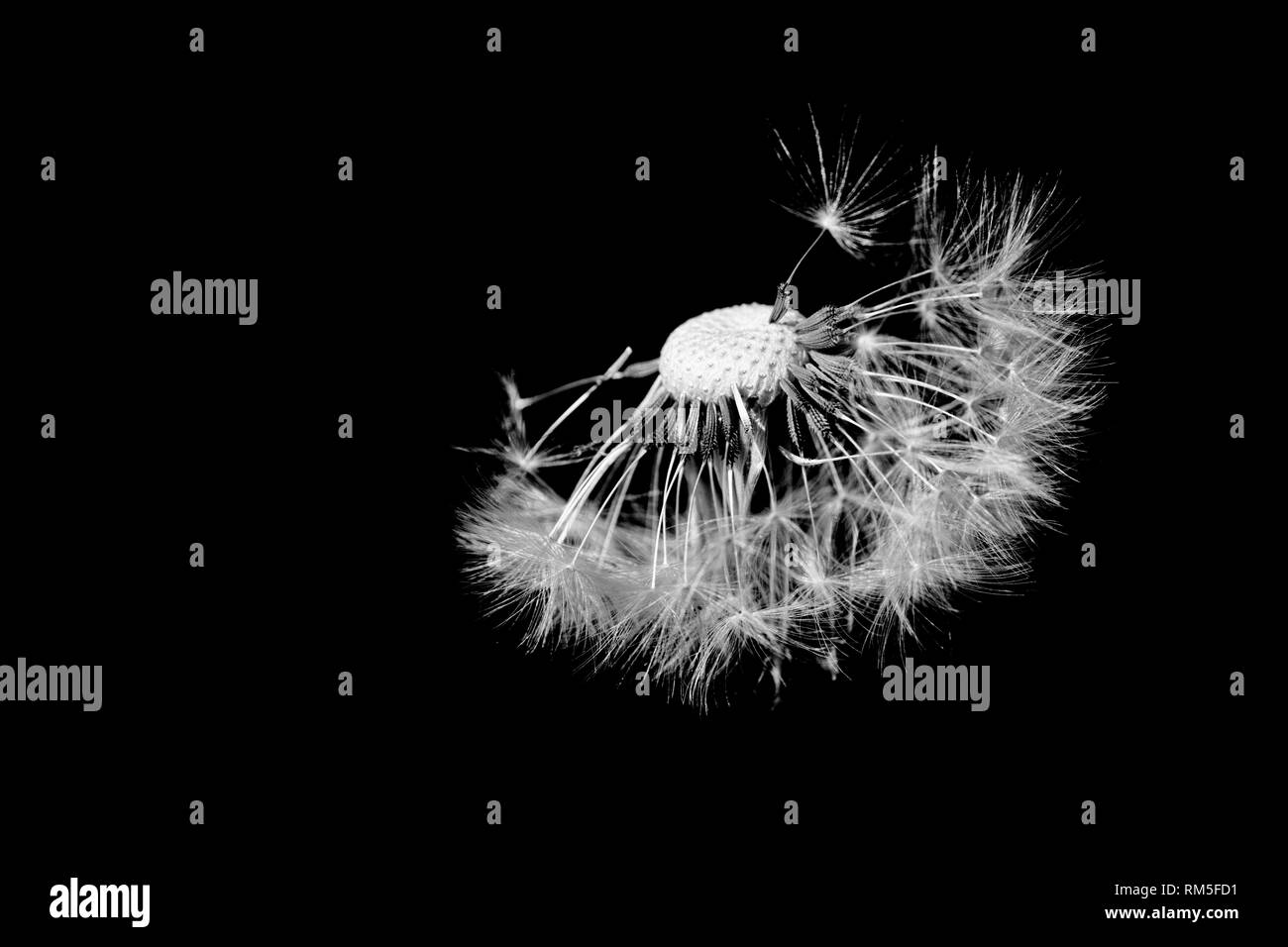 Dandelion's life cycle Stock Photo - Alamy