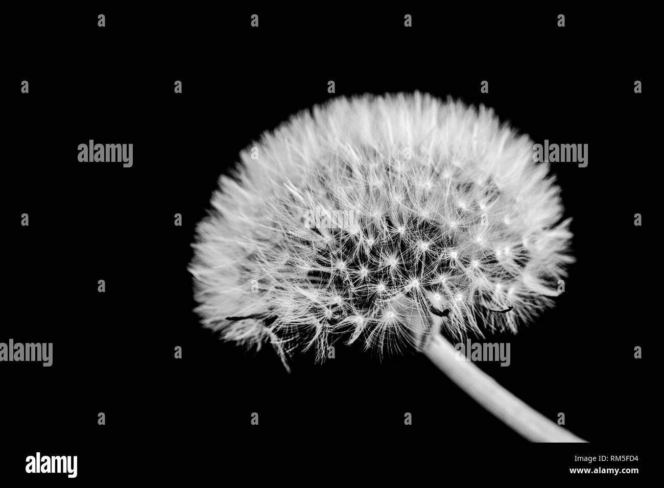 Dandelion's life cycle Stock Photo - Alamy