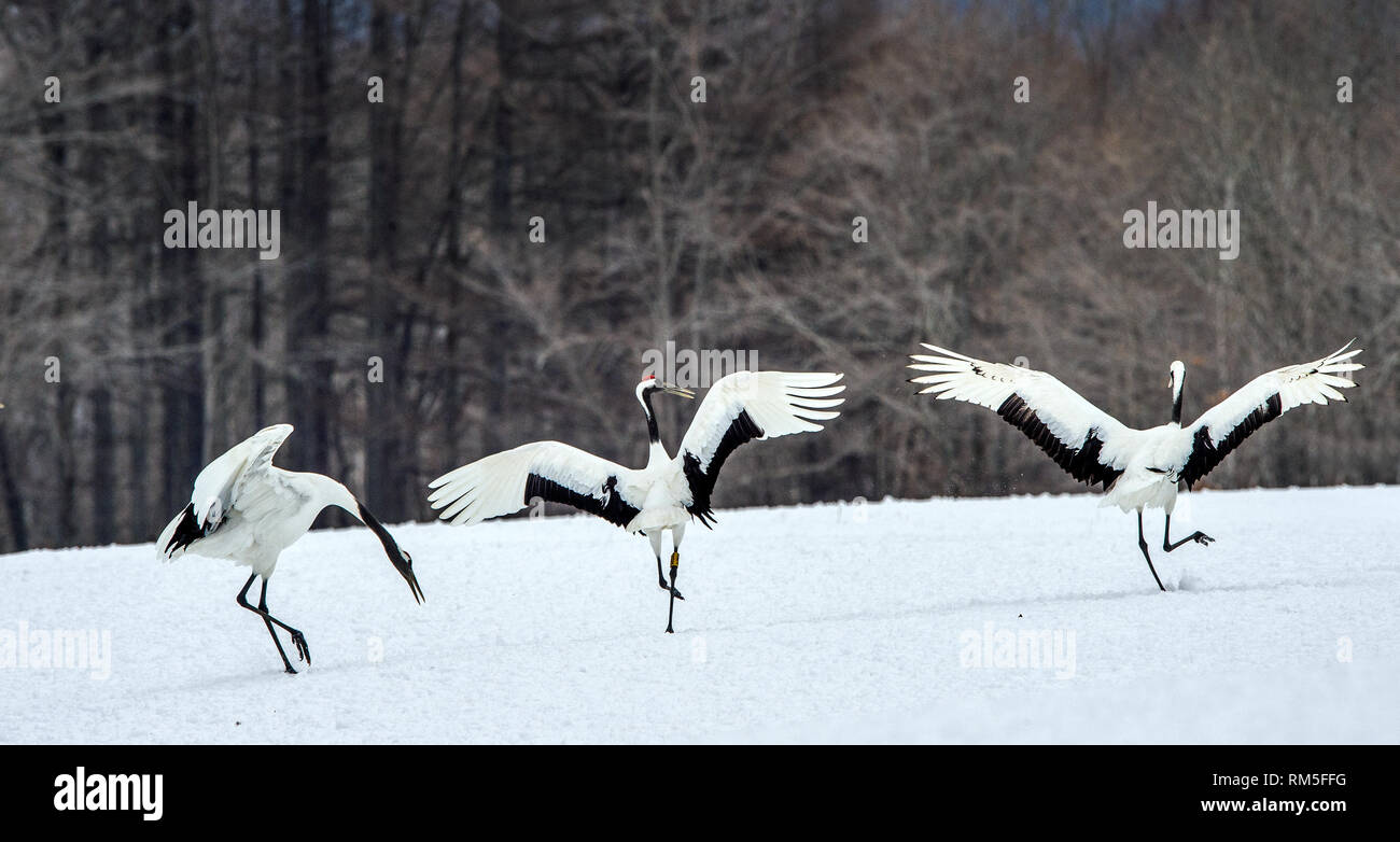 Dancing Cranes. The ritual marriage dance of cranes. The red-crowned ...