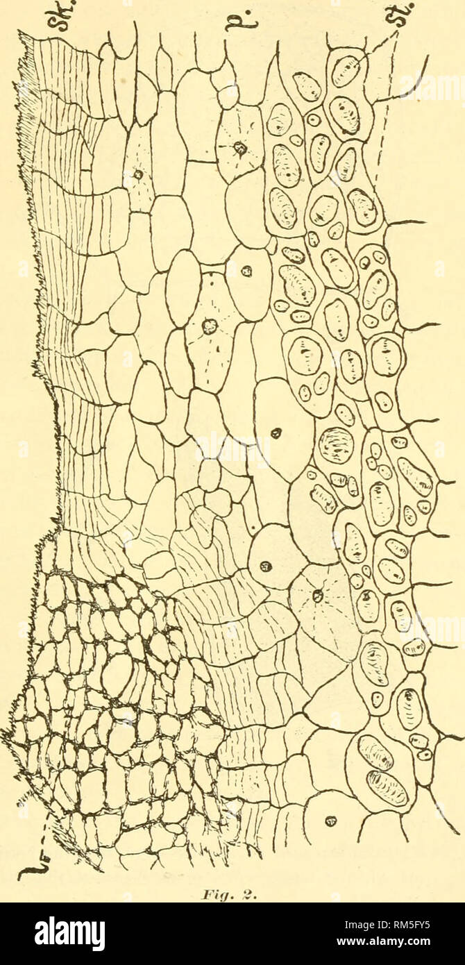 Lenticel Diagram