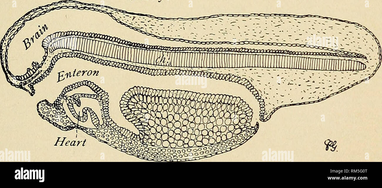 Amphibian embryo microscope hi-res stock photography and images - Alamy