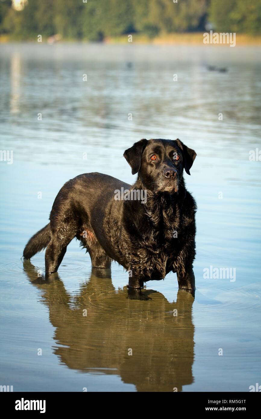 standing Labrador Retriever Stock Photo - Alamy