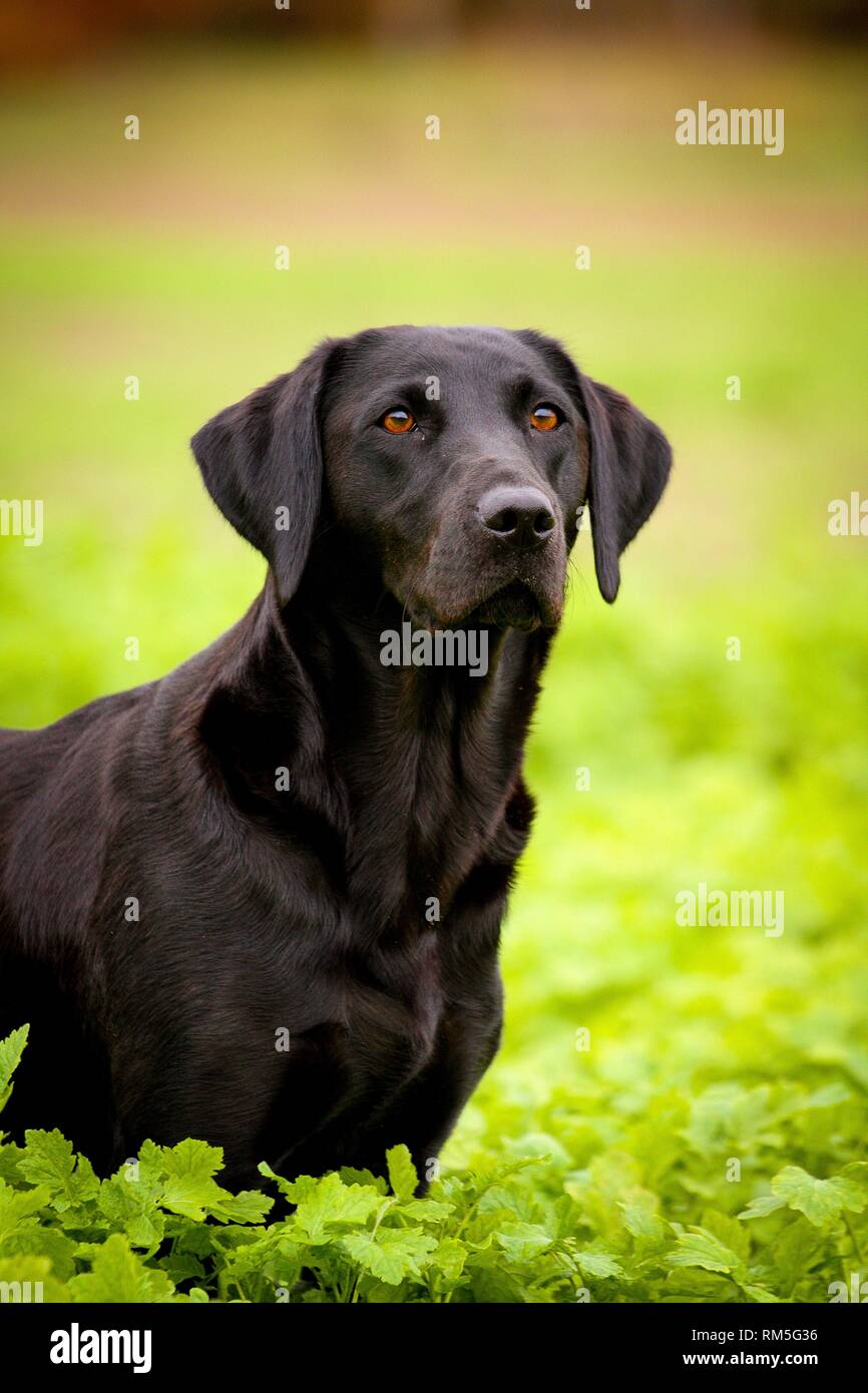Labrador Retriever Portrait Stock Photo - Alamy