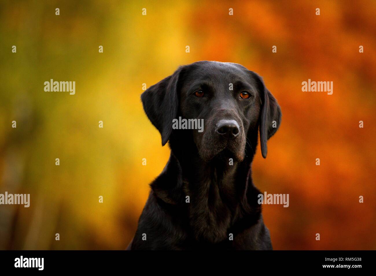 Labrador Retriever Portrait Stock Photo - Alamy