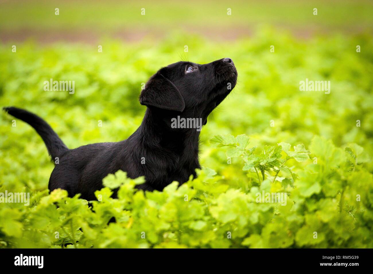 Labrador Retriever Puppy Stock Photo - Alamy