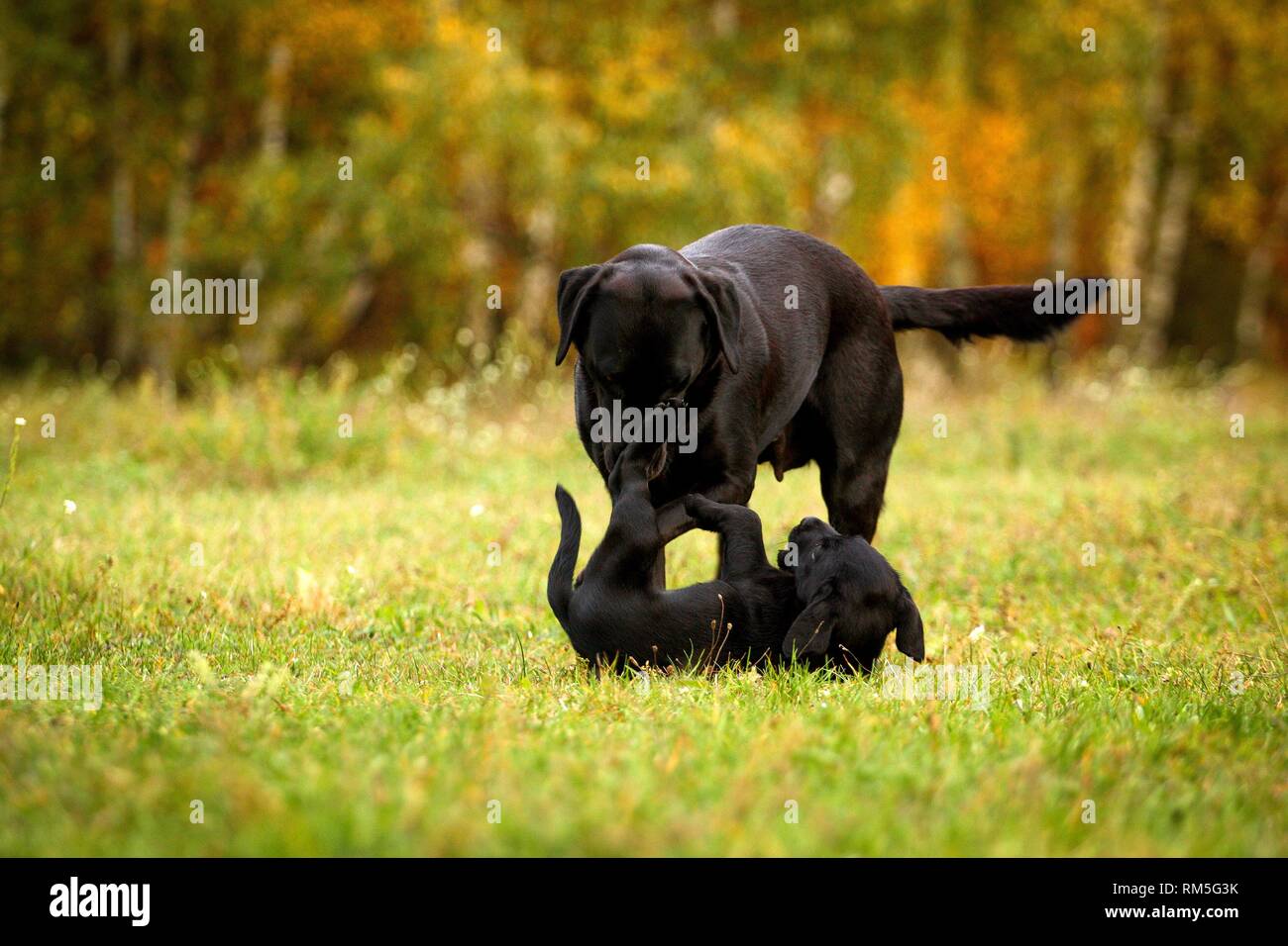 Labrador Retriever Puppy Stock Photo - Alamy