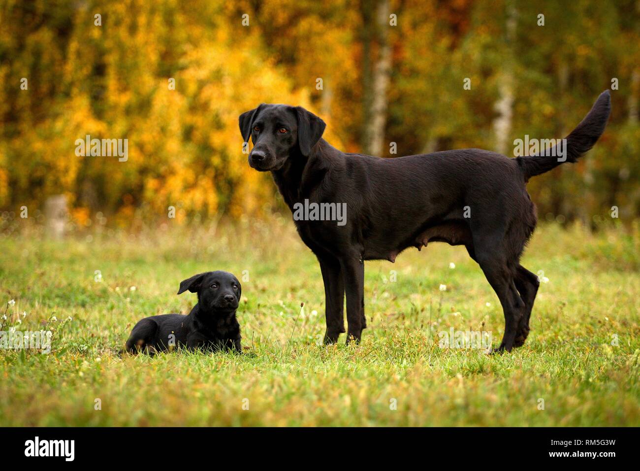 Black labrador retriever two standing hi-res stock photography and ...