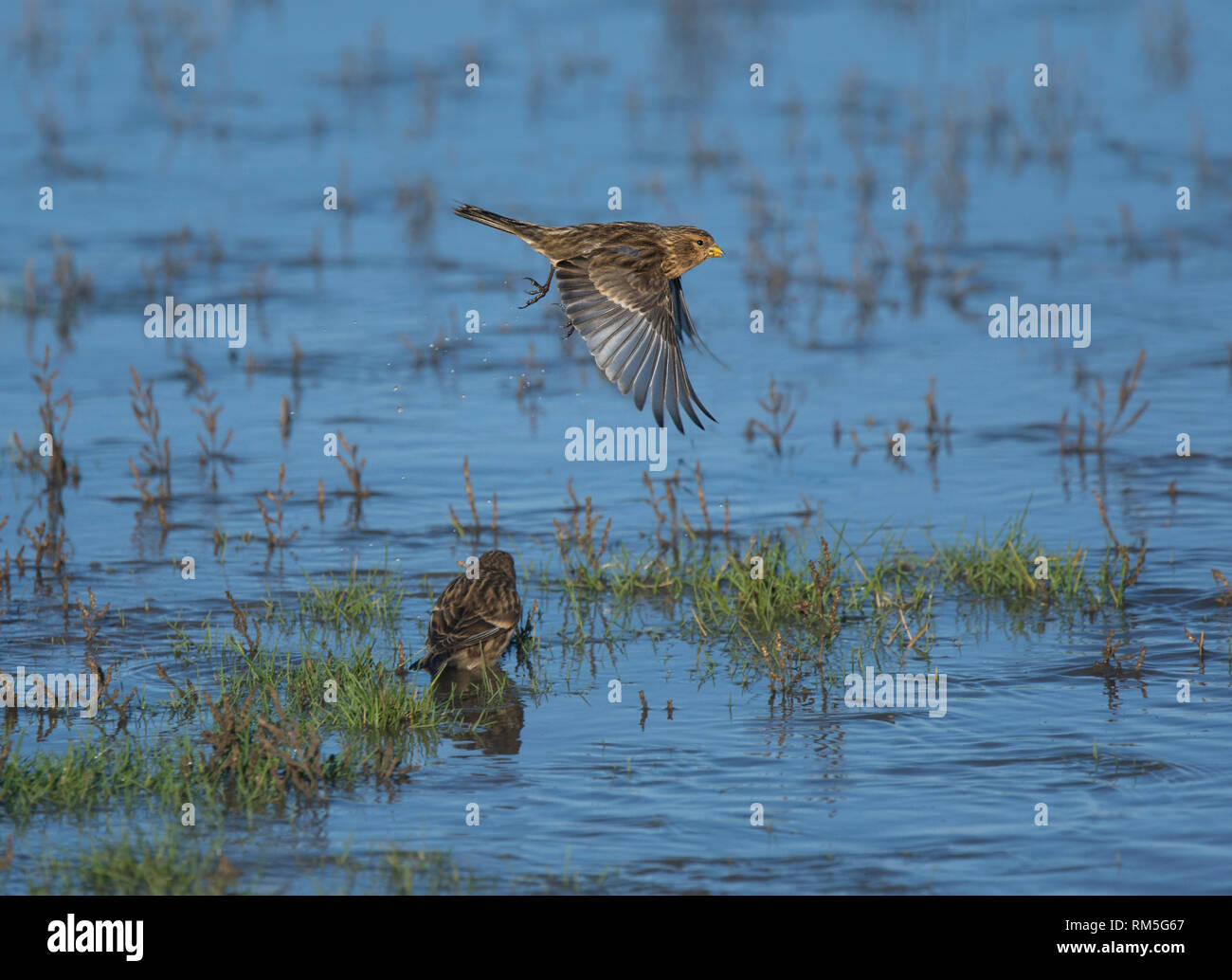 Twite Carduelis Flavirostris Uk High Resolution Stock Photography and ...