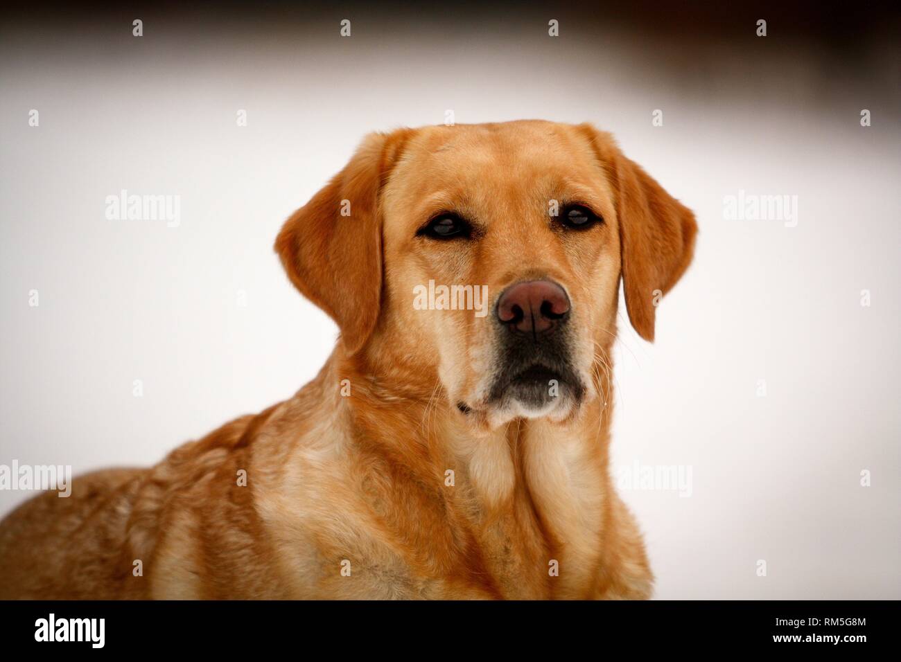 Labrador Retriever Portrait Stock Photo - Alamy