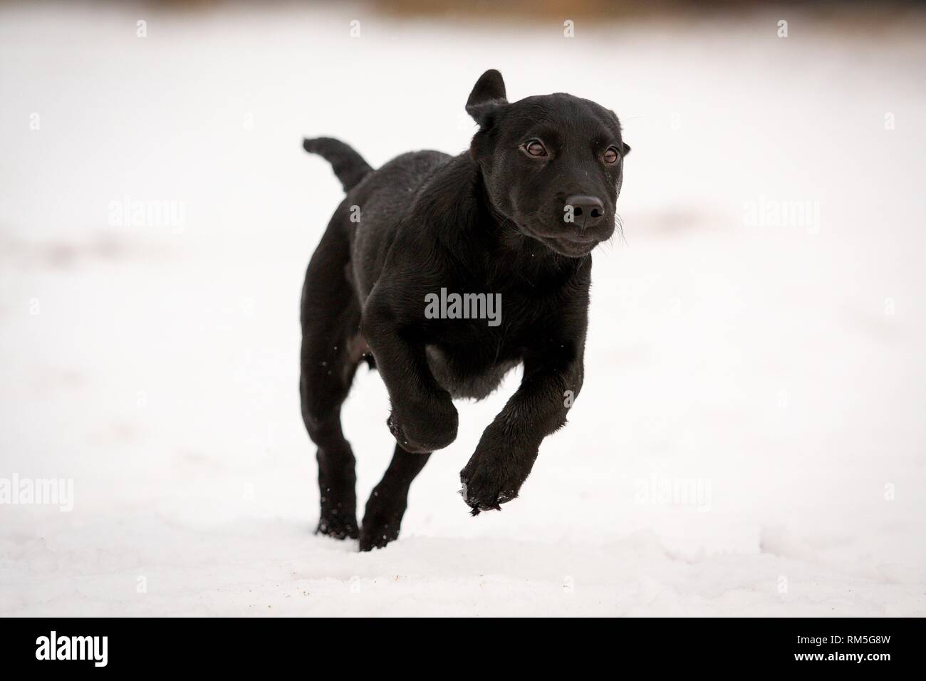 Young labrador running side view hi-res stock photography and images ...