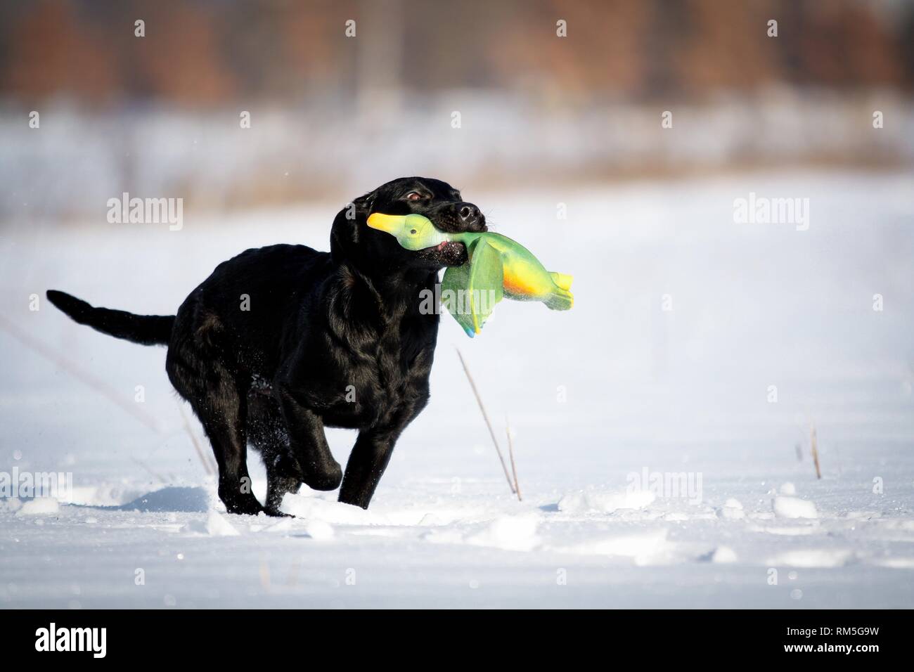 Young labrador running side view hi-res stock photography and images ...