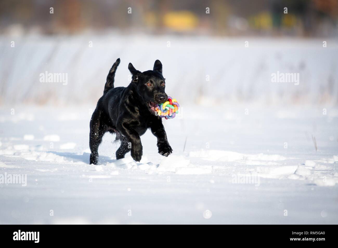 Young labrador running side view hi-res stock photography and images ...