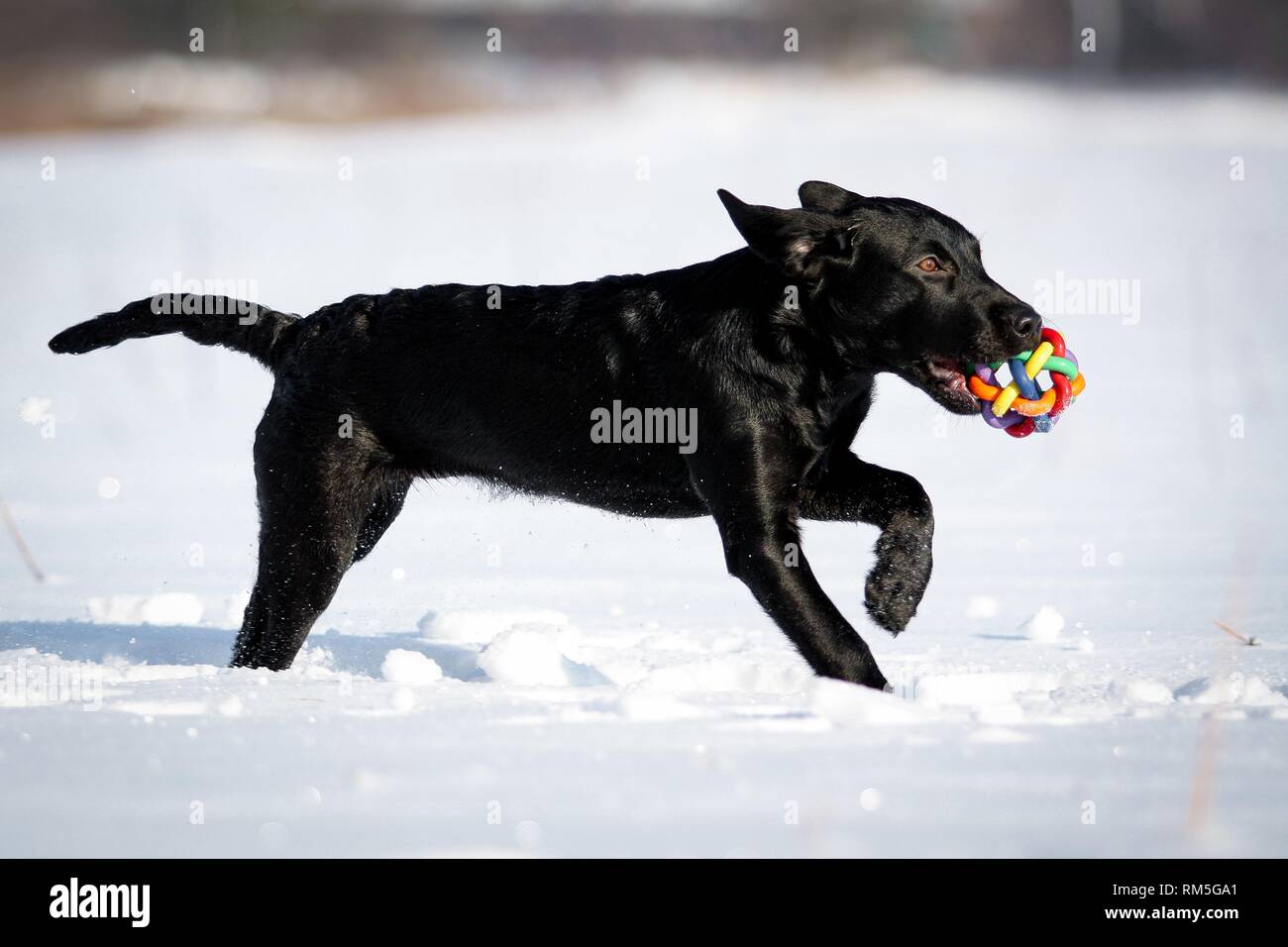 Young labrador running side view hi-res stock photography and images ...