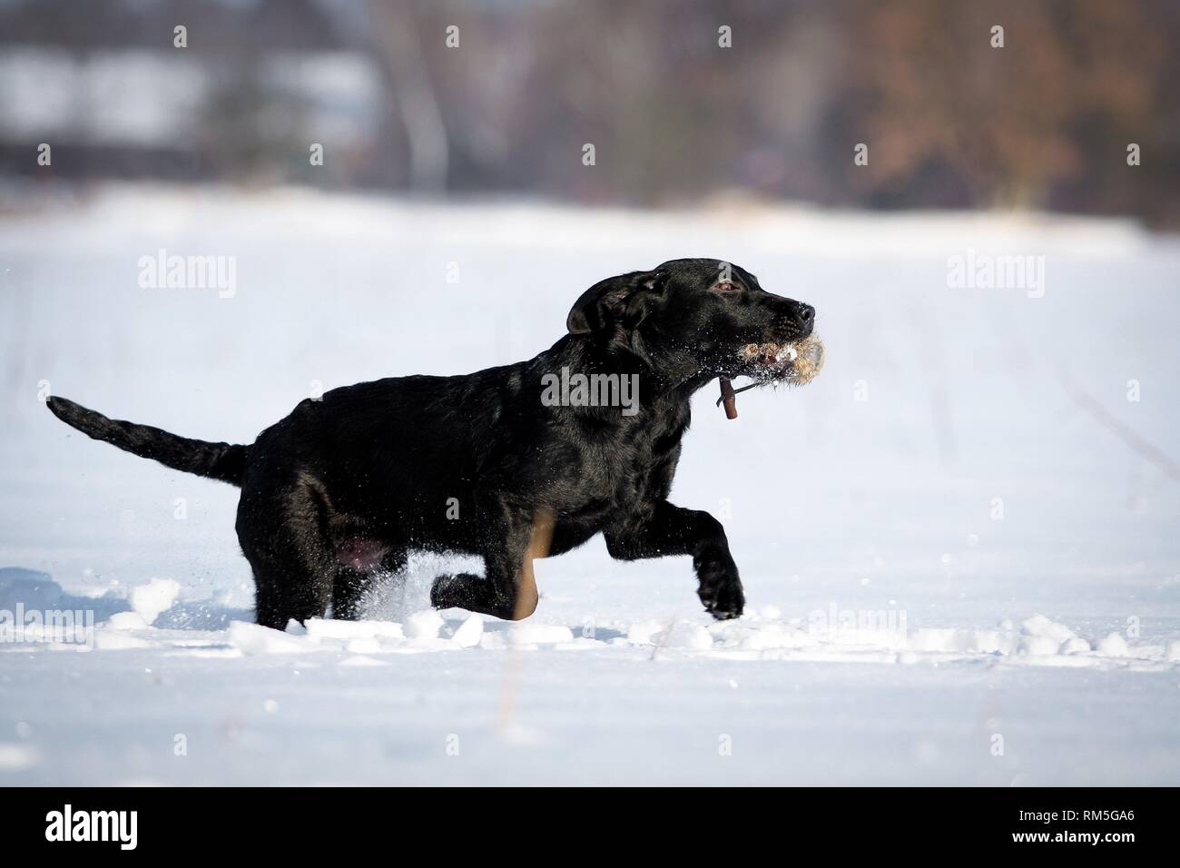 Young labrador running side view hi-res stock photography and images ...