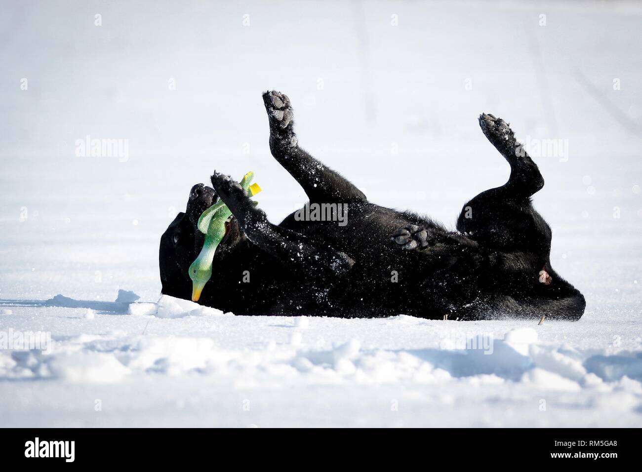 Labrador rolling hi-res stock photography and images - Alamy