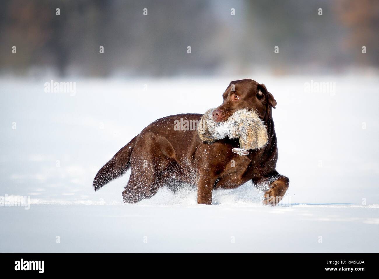 running Labrador Retriever Stock Photo - Alamy