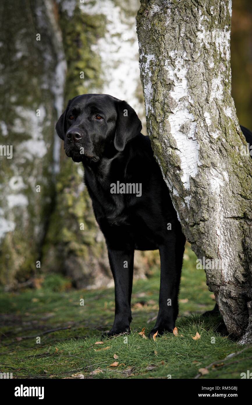 standing Labrador Retriever Stock Photo - Alamy