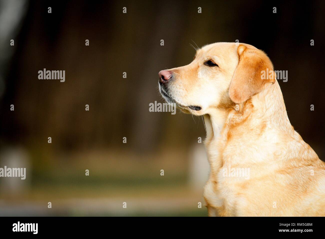 Labrador Retriever Portrait Stock Photo - Alamy