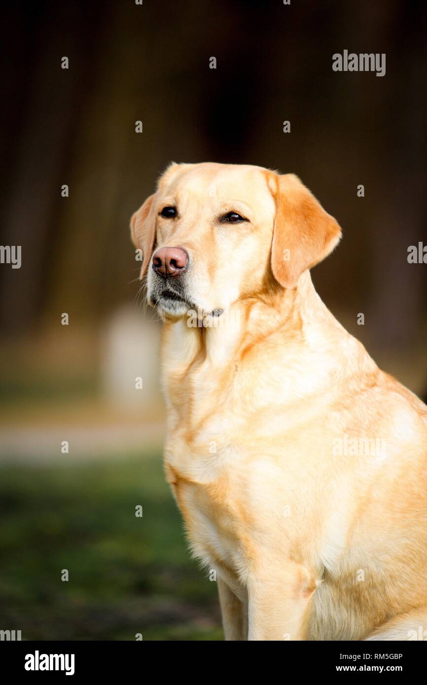 Labrador Retriever Portrait Stock Photo - Alamy