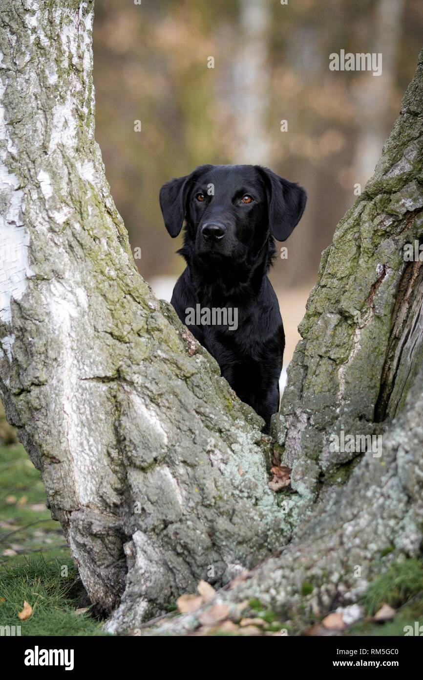 Labrador Retriever Portrait Stock Photo - Alamy
