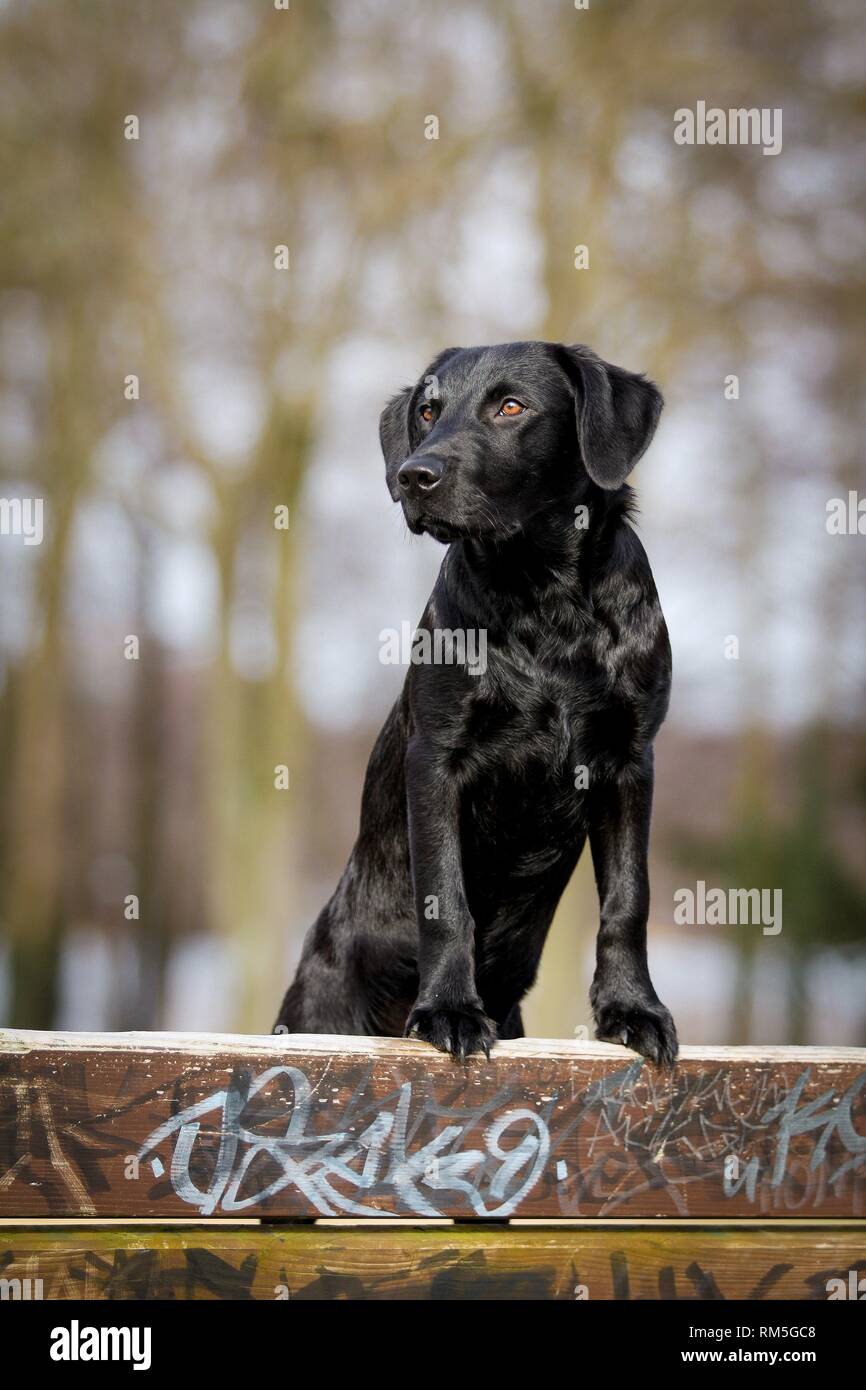 standing Labrador Retriever Stock Photo - Alamy