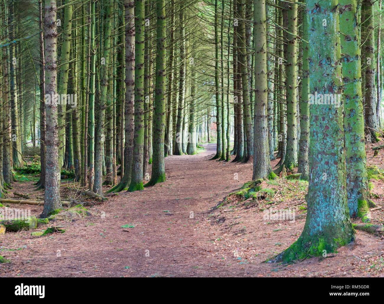 Forest path at Beecraigs Country Park in West Lothian , Scotland UK ...