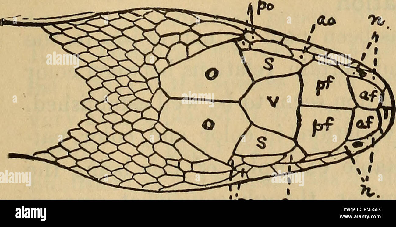 . Annual report of the Regents. New York State Museum; Science ...
