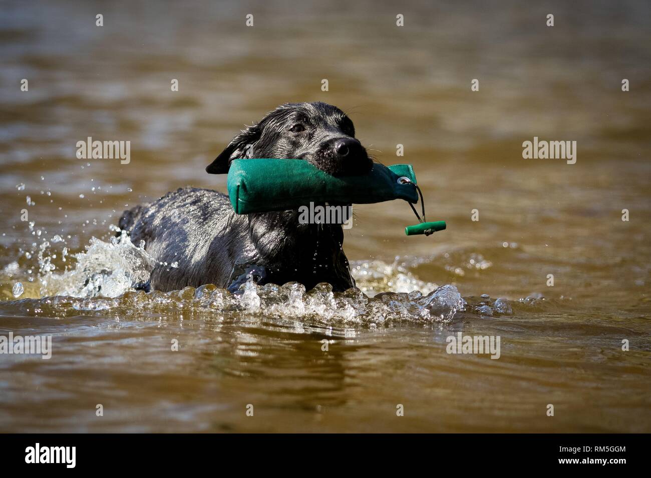 Black labrador retriever swims hi-res stock photography and images - Alamy