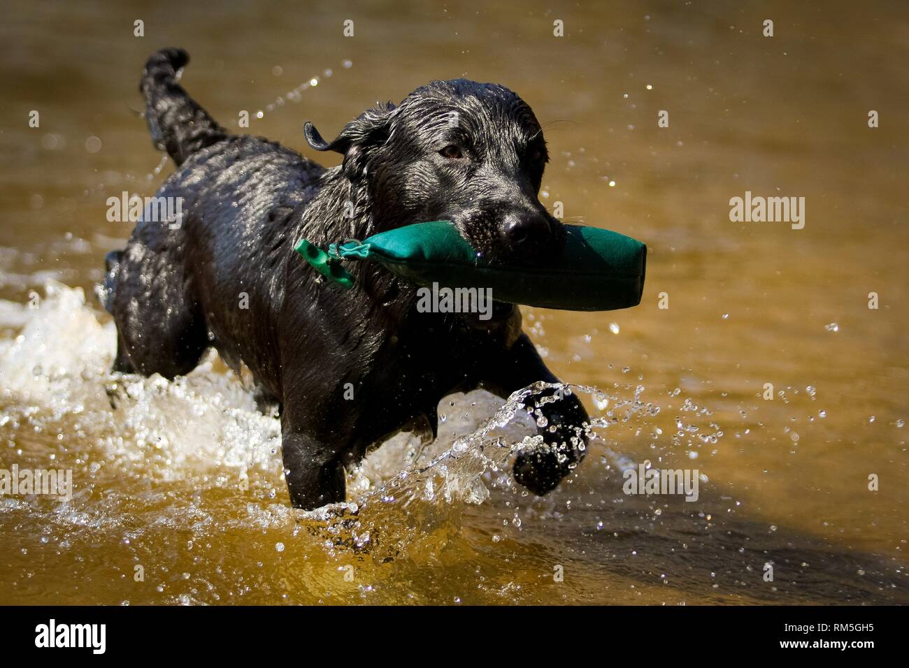 running Labrador Retriever Stock Photo - Alamy