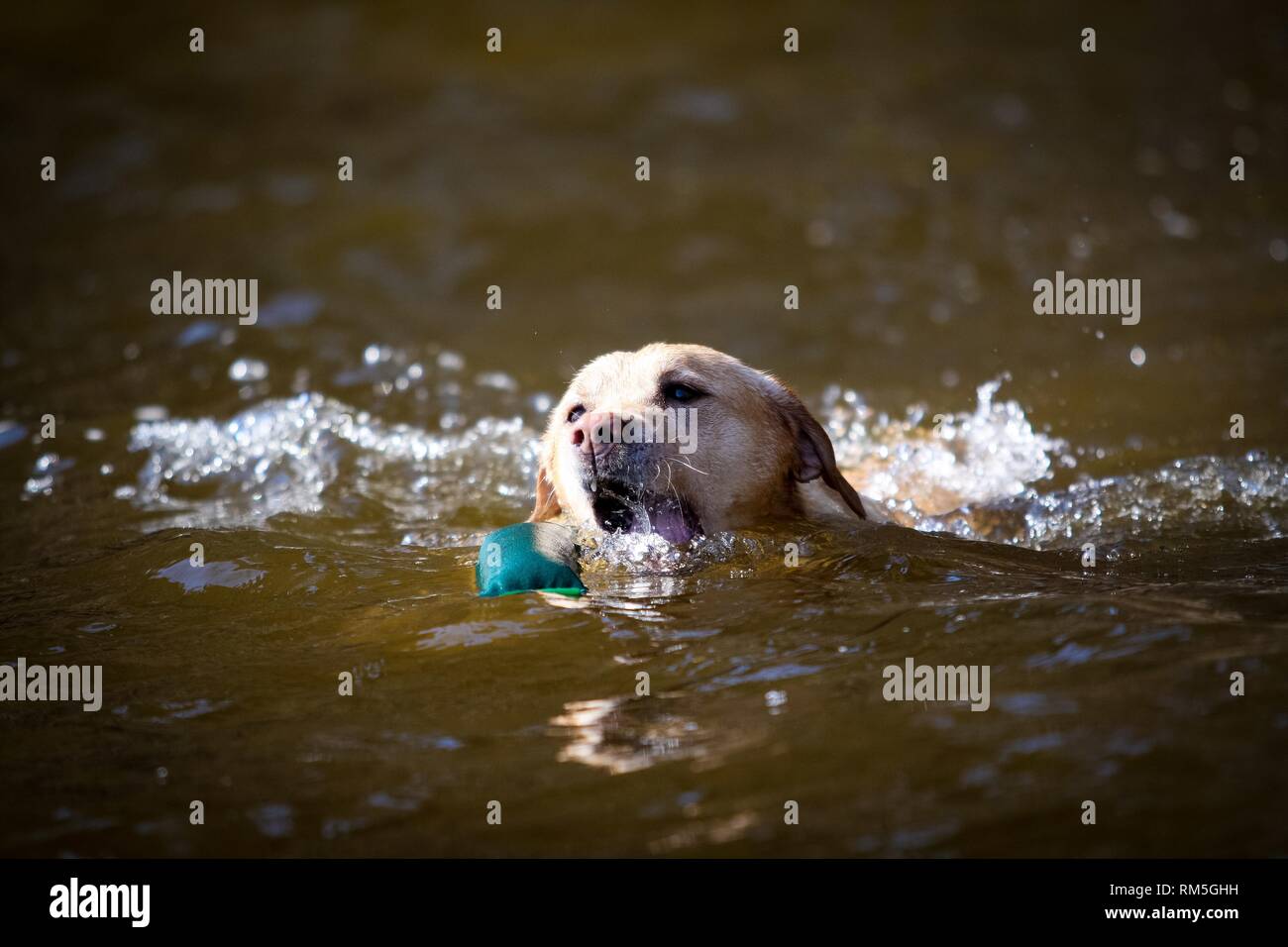 swimming Labrador Retriever Stock Photo - Alamy