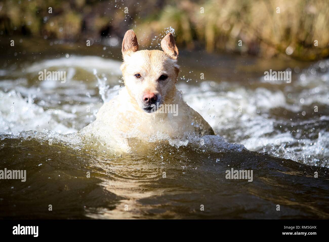 swimming Labrador Retriever Stock Photo - Alamy