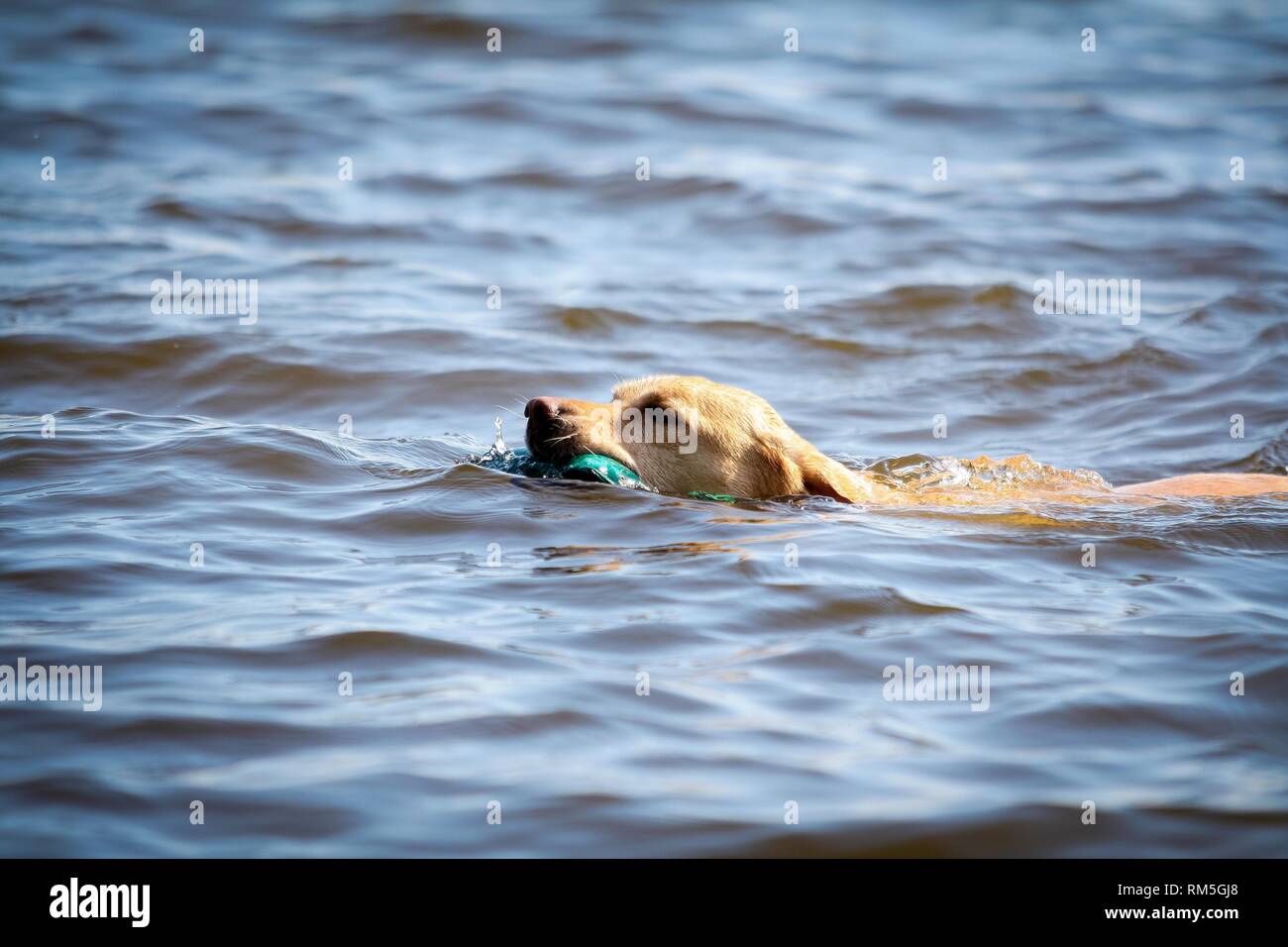 swimming Labrador Retriever Stock Photo - Alamy