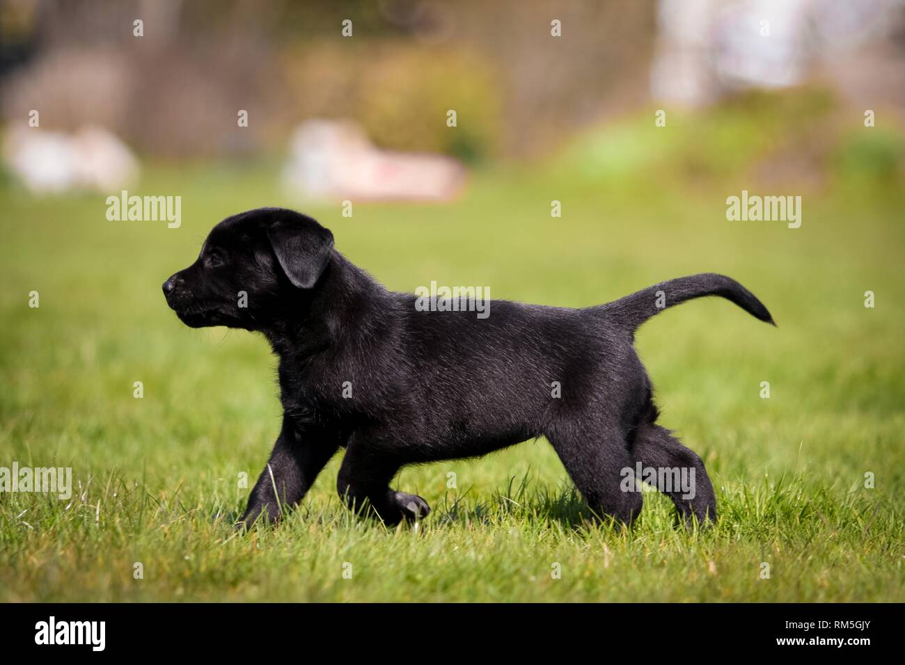 Young labrador running side view hi-res stock photography and images ...