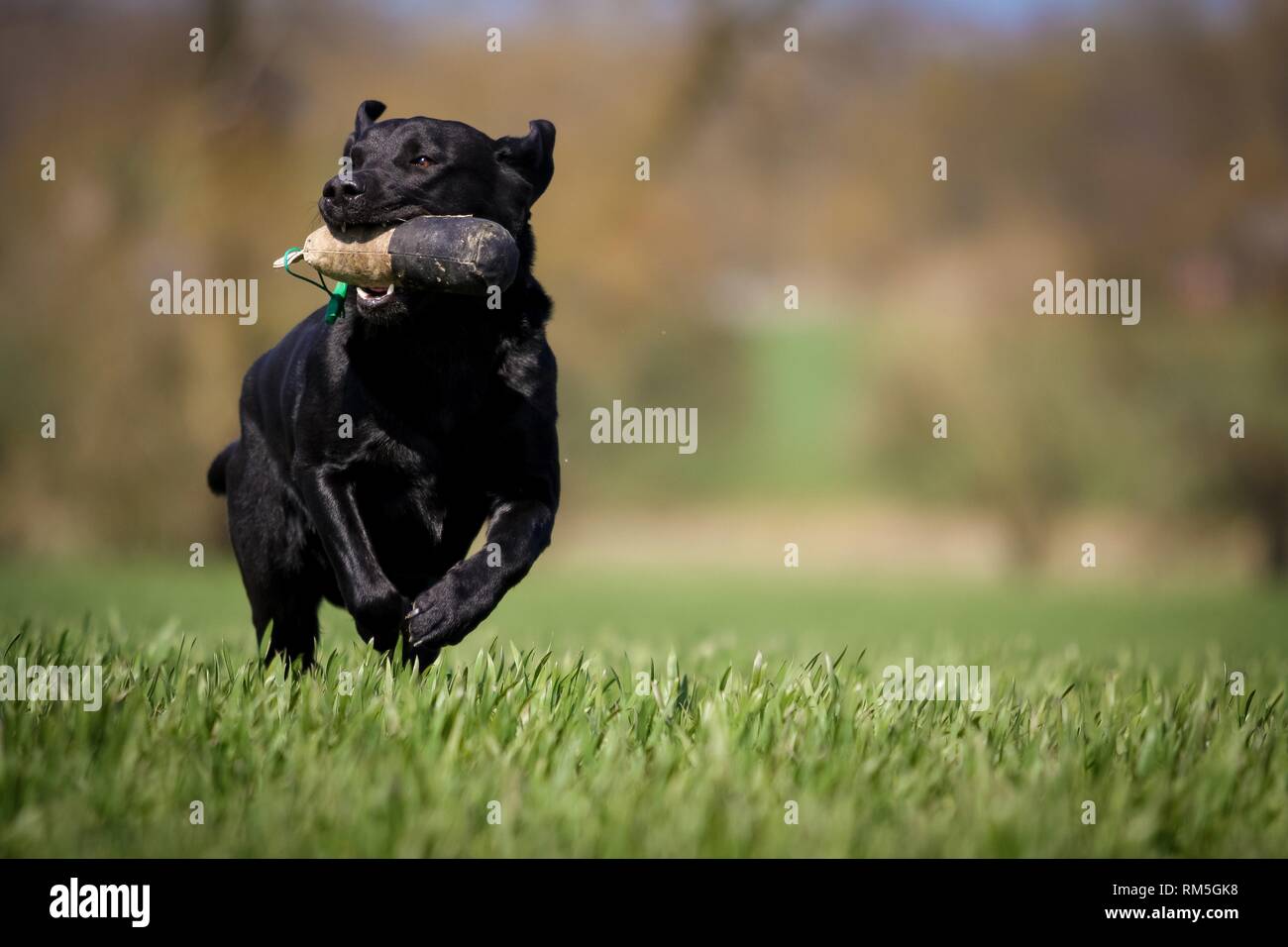 Labrador Retriever with dummy Stock Photo - Alamy