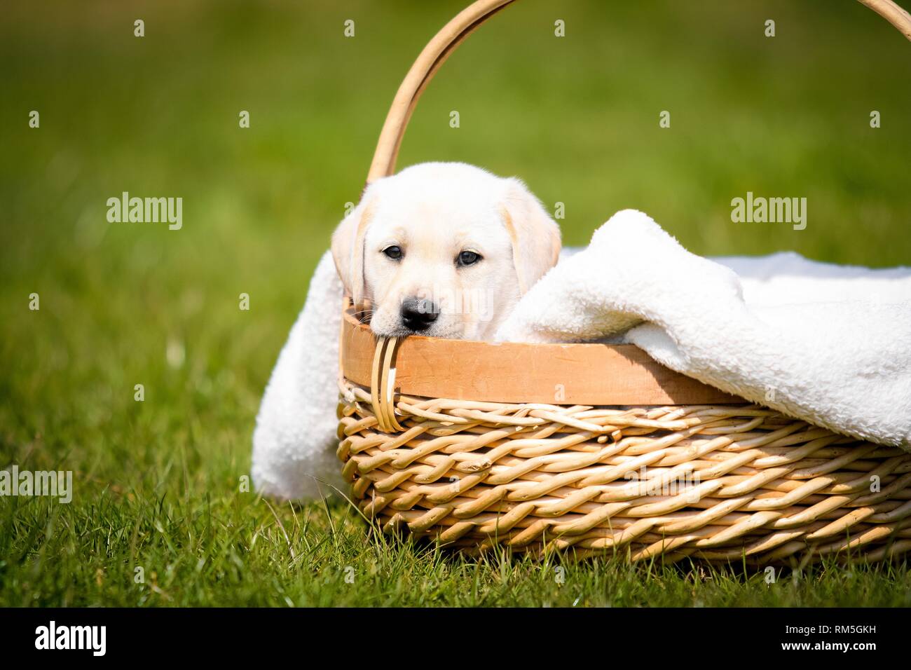 Labrador Puppy in the basket Stock Photo - Alamy