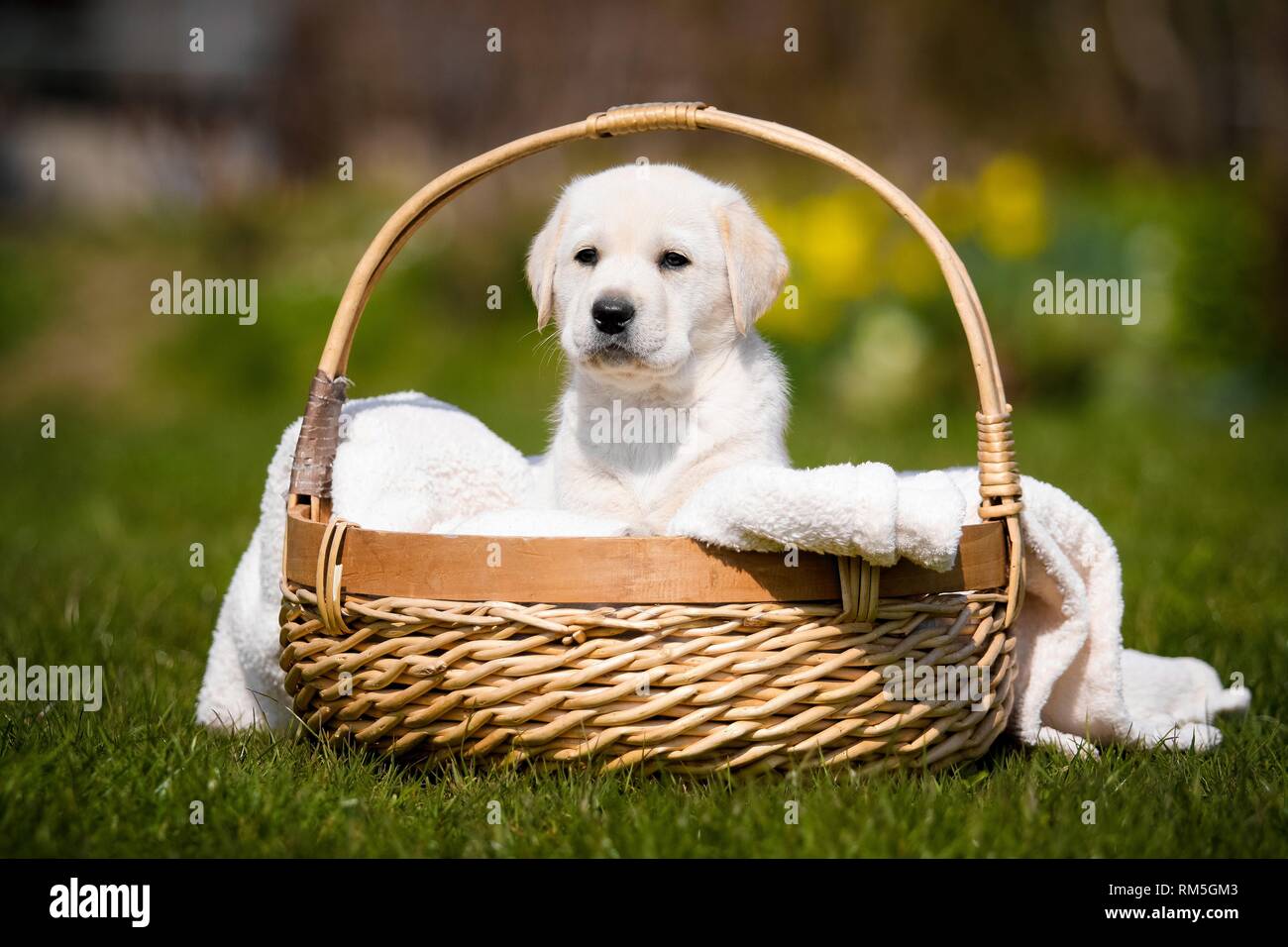 Labrador Puppy in the basket Stock Photo - Alamy