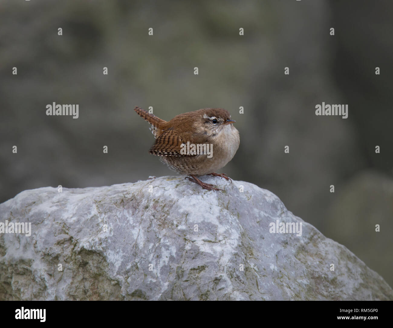 Bay wren hi-res stock photography and images - Alamy