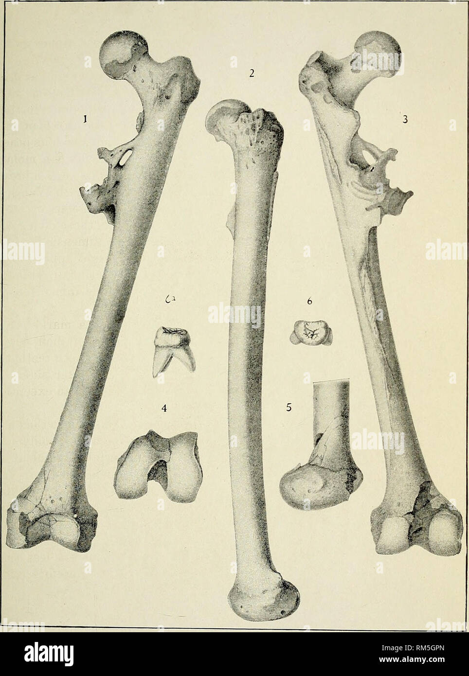 Pithecanthropus erectus hi-res stock photography and images - Alamy