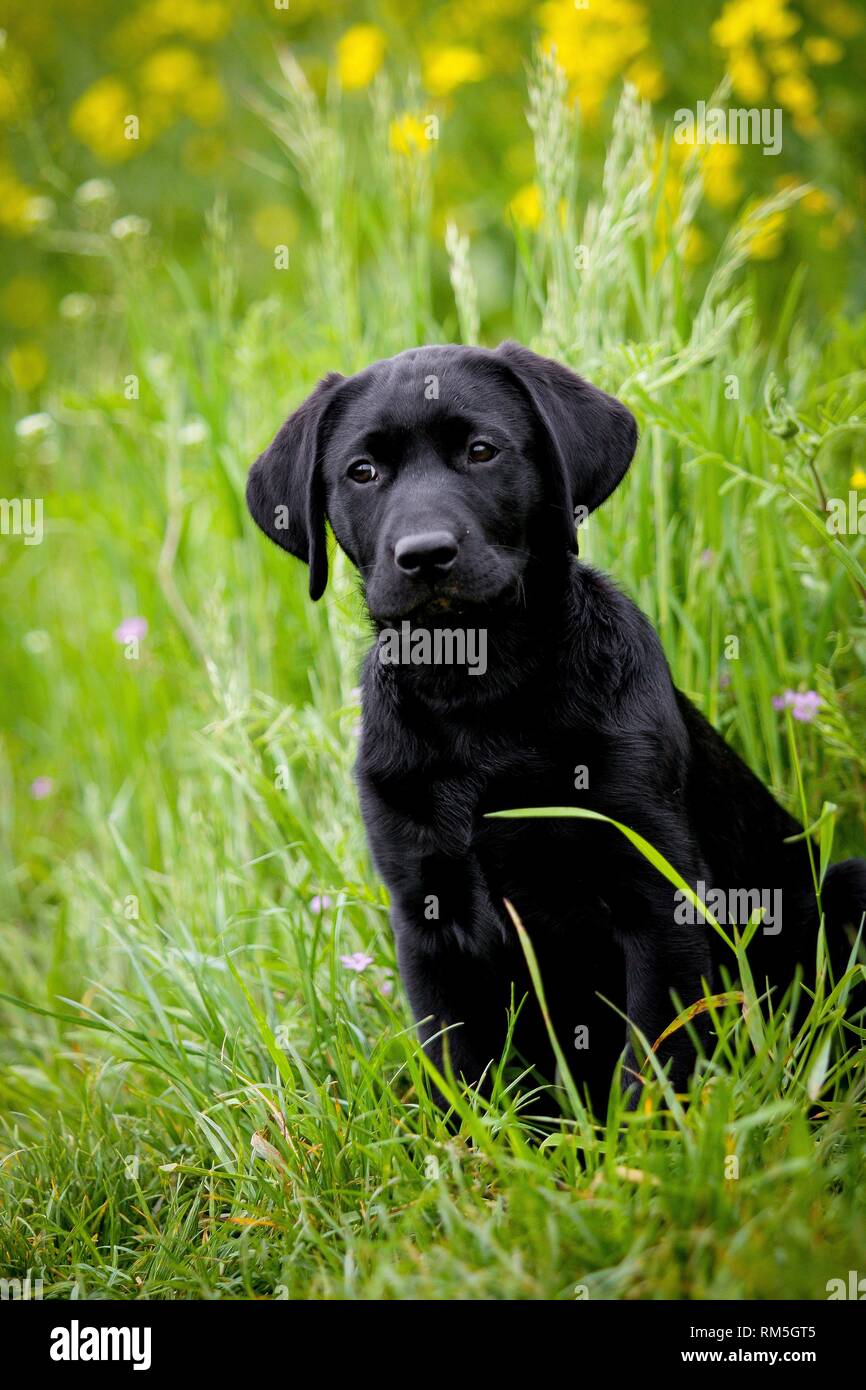 Labrador retriever puppy flowers field hi-res stock photography and ...
