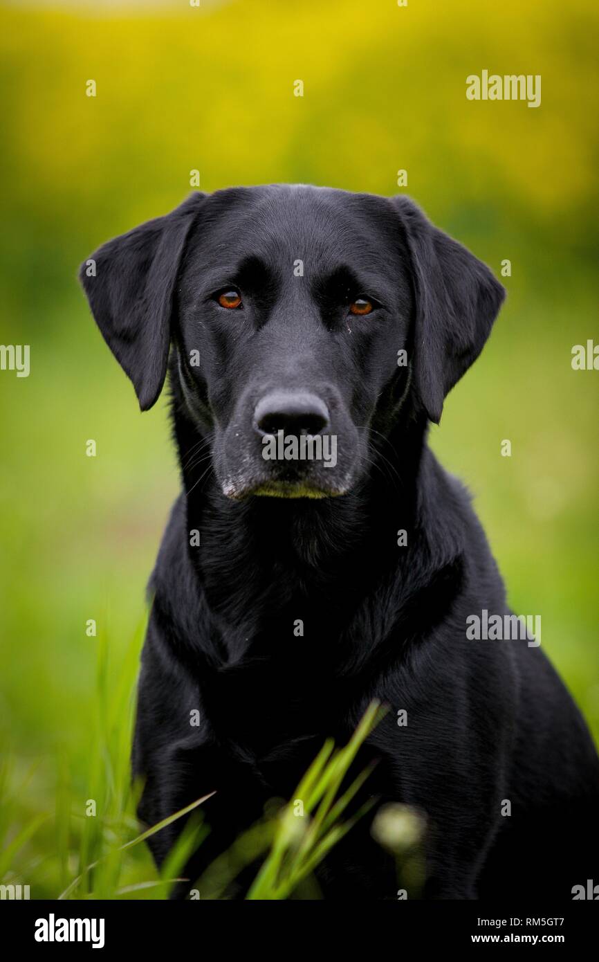 Labrador Retriever Portrait Stock Photo - Alamy
