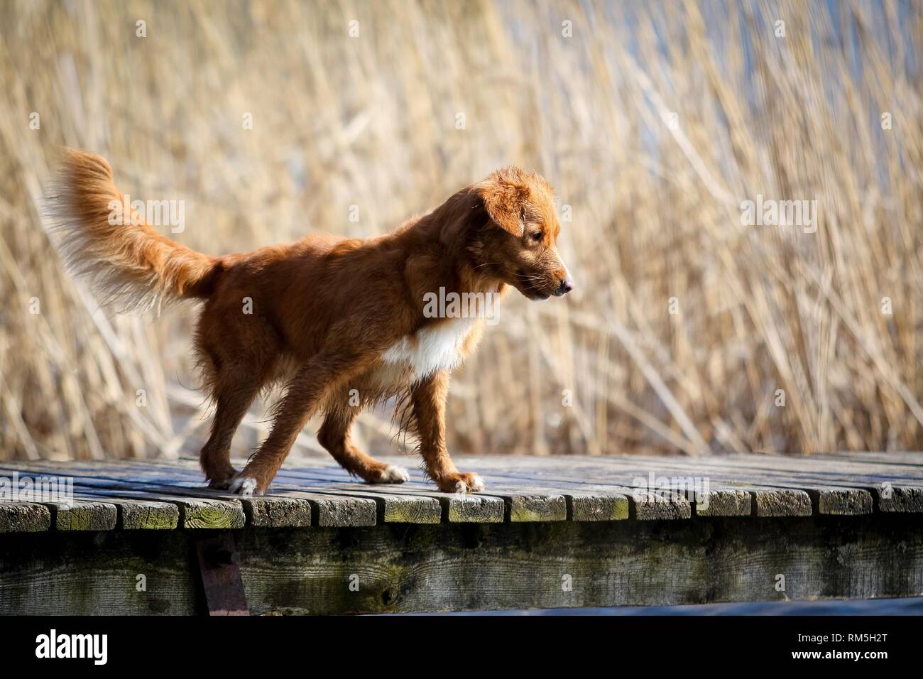 Duck hunter in boat hi-res stock photography and images - Alamy