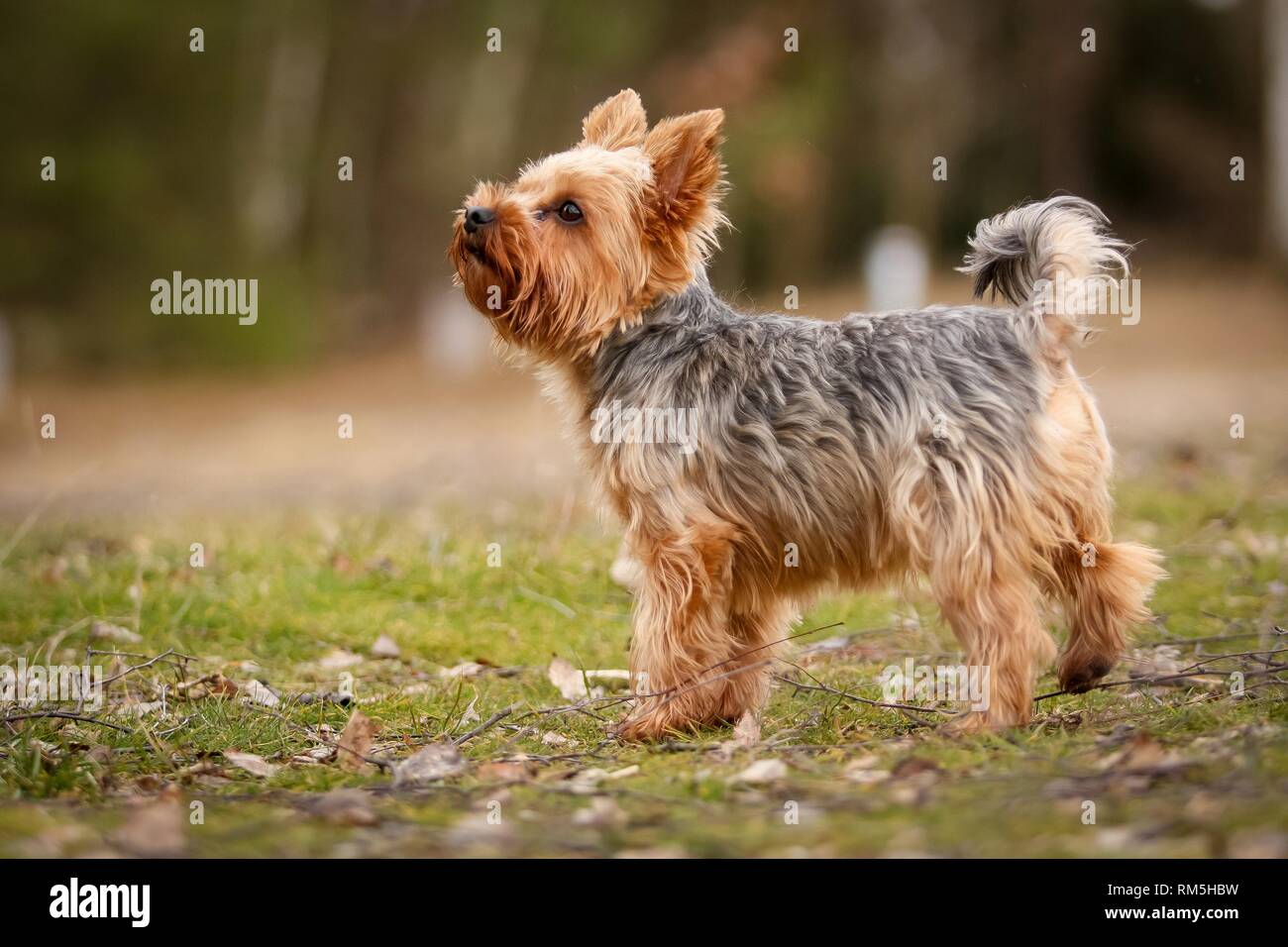 standing Yorkshire Terrier Stock Photo - Alamy