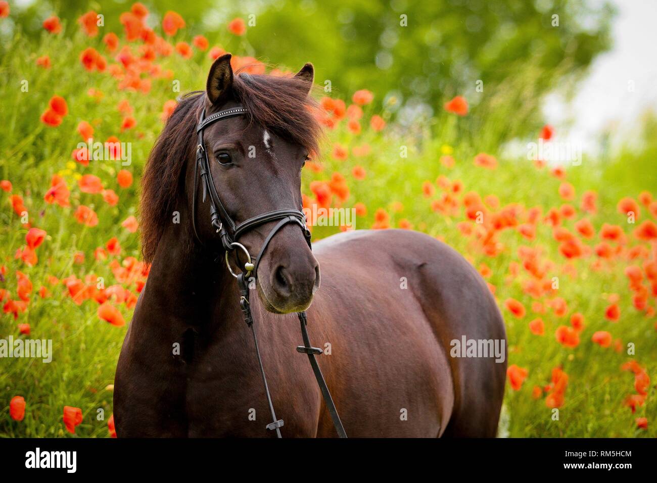 Lewitzer pony hi-res stock photography and images - Alamy