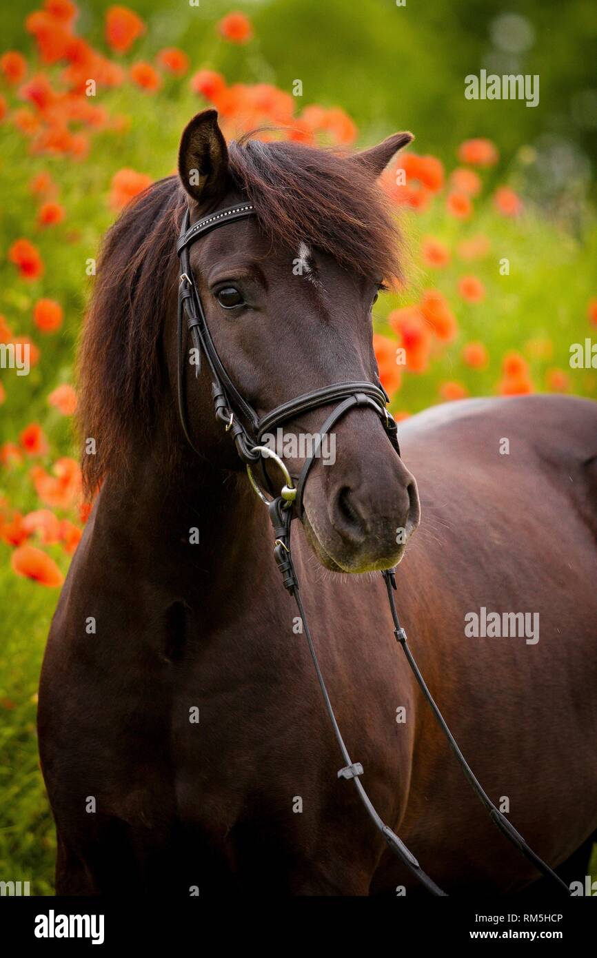 Lewitzer pony hi-res stock photography and images - Alamy