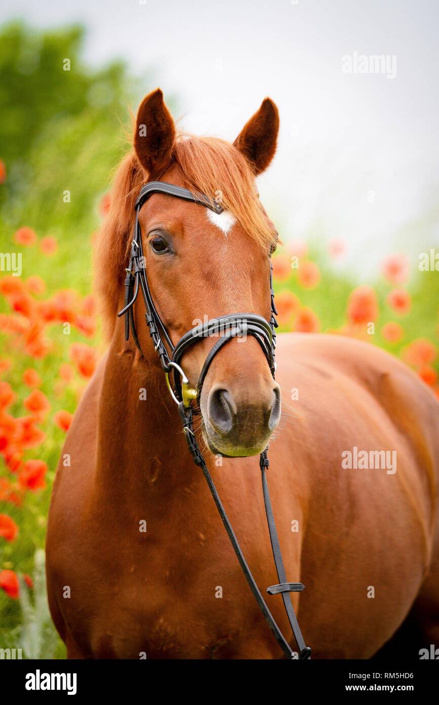 German Riding Pony Portrait Stock Photo - Alamy