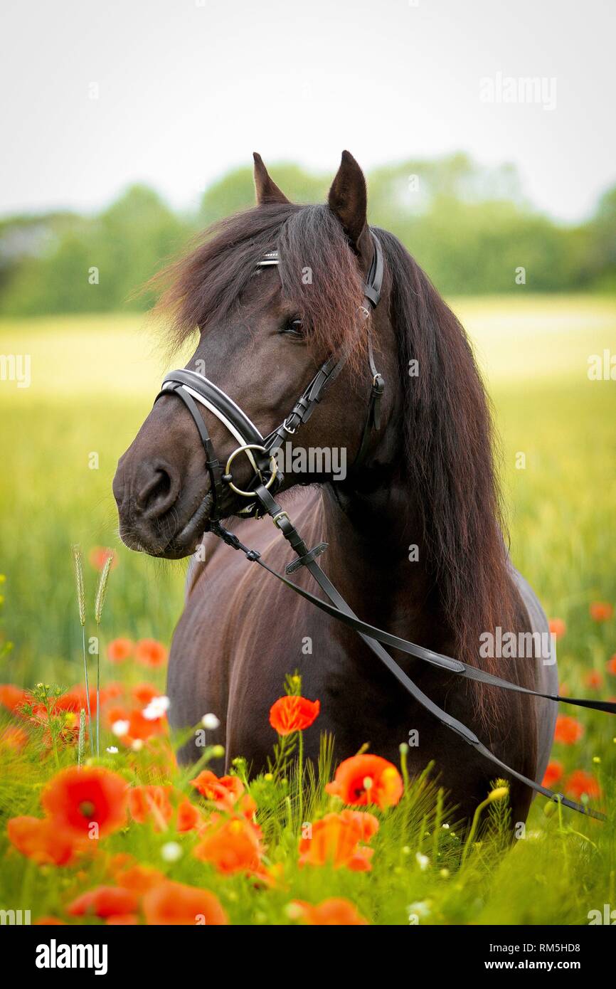 Welsh Cob Portrait Stock Photo - Alamy