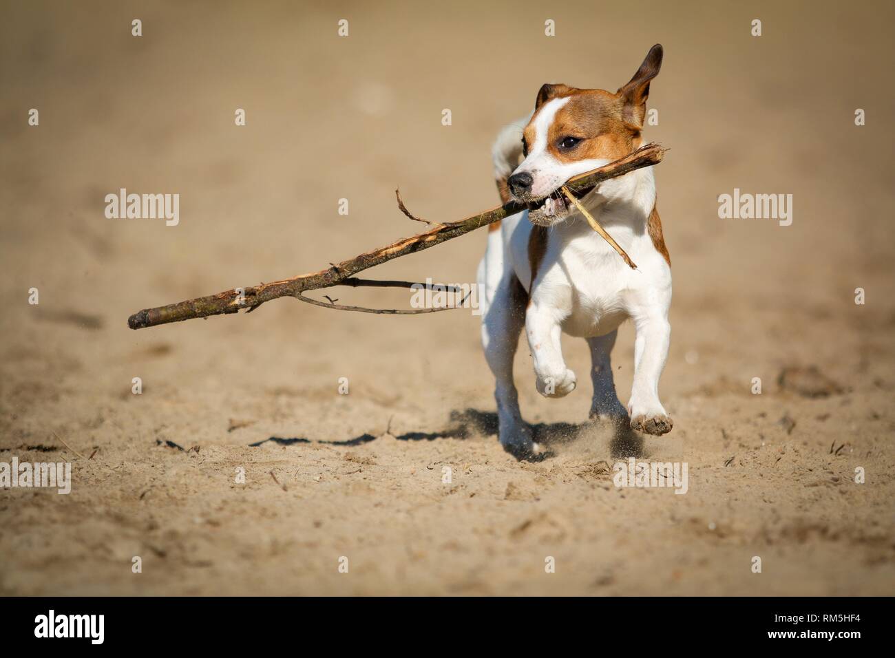 Jack russell carrying stick hi-res stock photography and images - Alamy